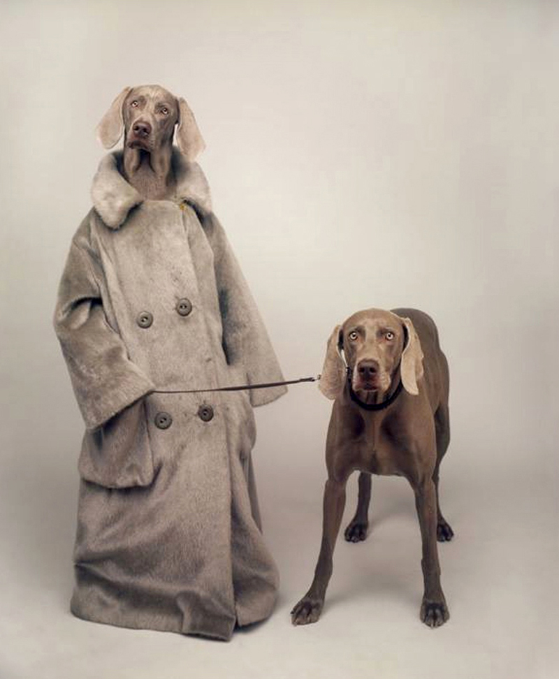 Artist William Wegman Attracts Capacity Crowd - The Lincoln County News