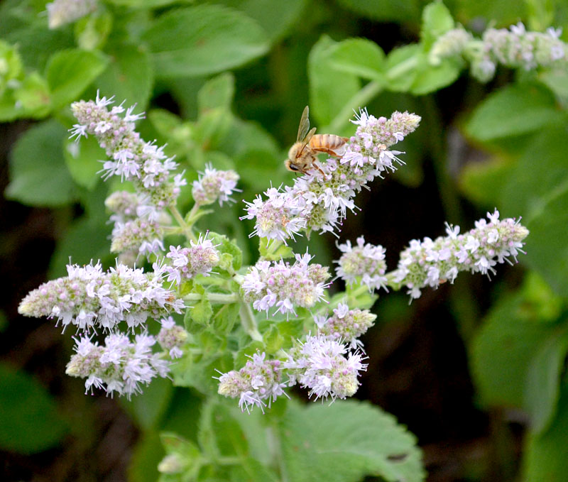 Edgecomb Honeybees on the Loose - The Lincoln County News