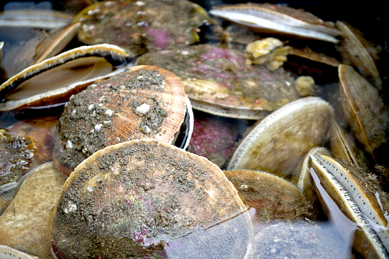 Scallop Population Density Affects Fertilization Success - The Lincoln ...