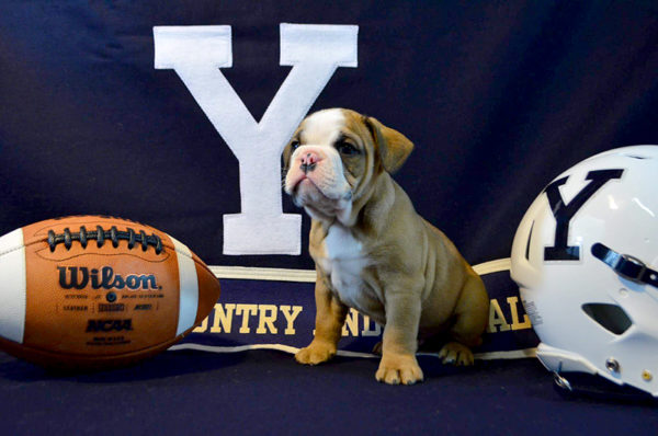 Bristol Family Breeds Champion Dogs, Including Yale Mascot - The ...