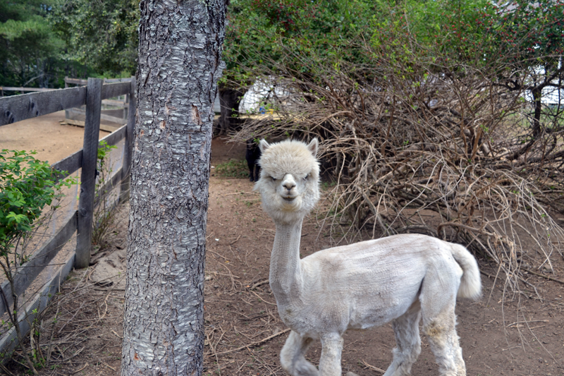 Visitors Get Behind-The-Scenes Look at Lincoln County Farms - The ...