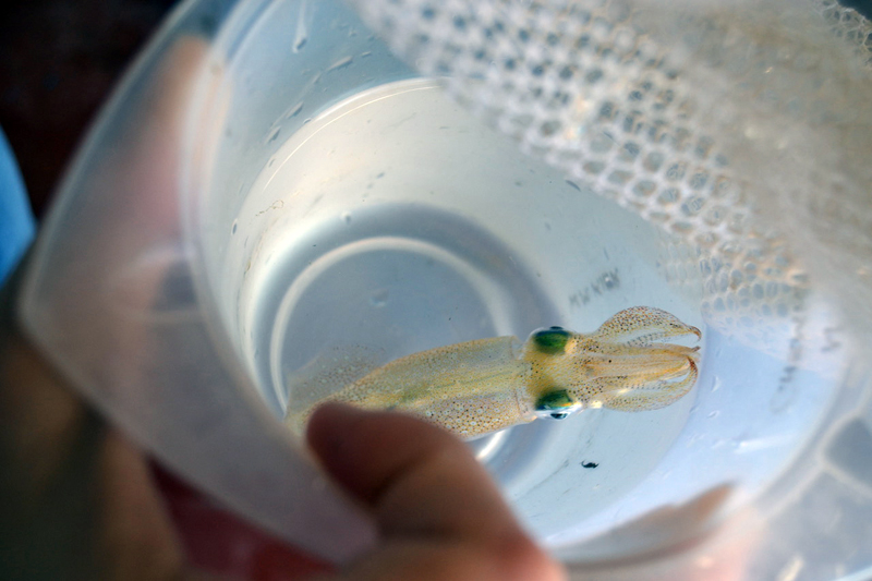 Scientists Research Squid Movement at Darling Marine Center - The ...