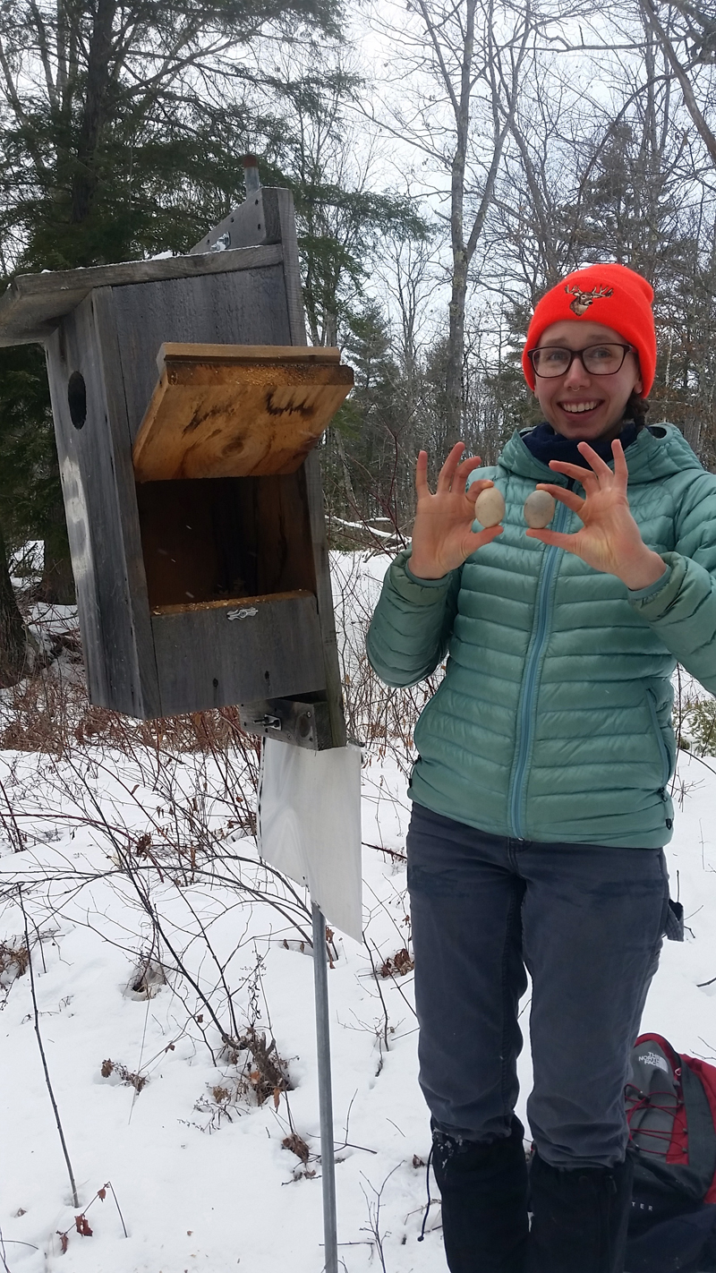 Midcoast Conservancy Offers Wood-Duck Box Monitor Training - The ...