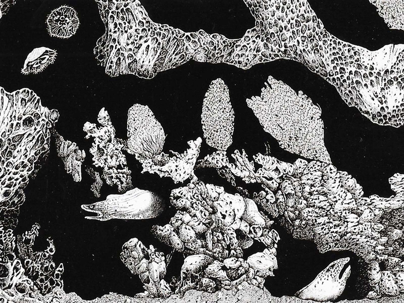 Wheeler ‘Close Observation’ Drawing Workshop at DRA - The Lincoln ...