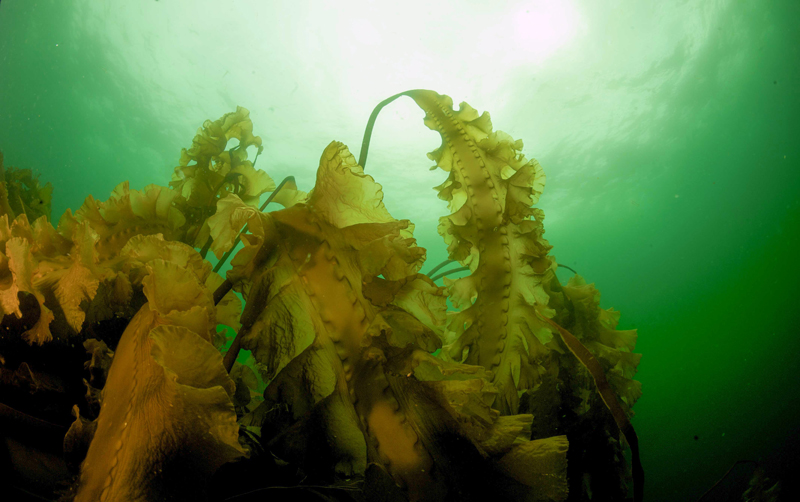 Bigelow Laboratory, UMaine Launch Gulf of Maine Kelp Study - The ...