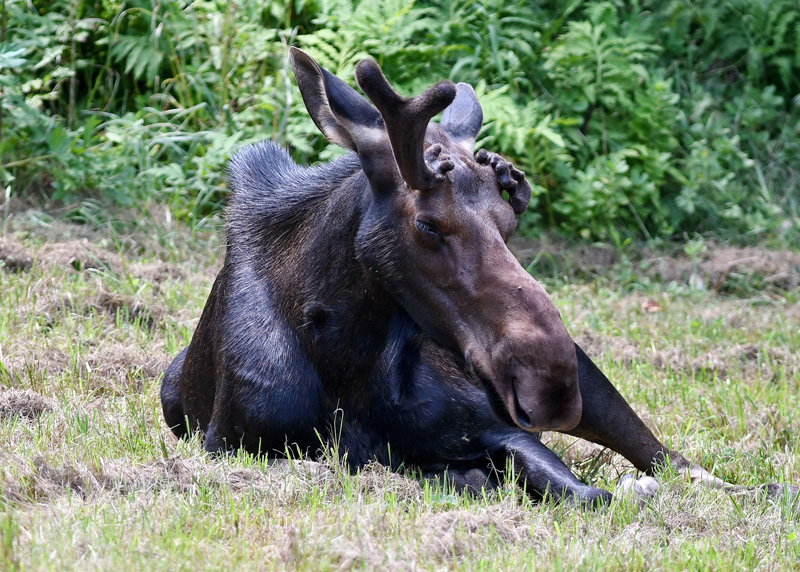 Moose Attracts Onlookers in Waldoboro - The Lincoln County News