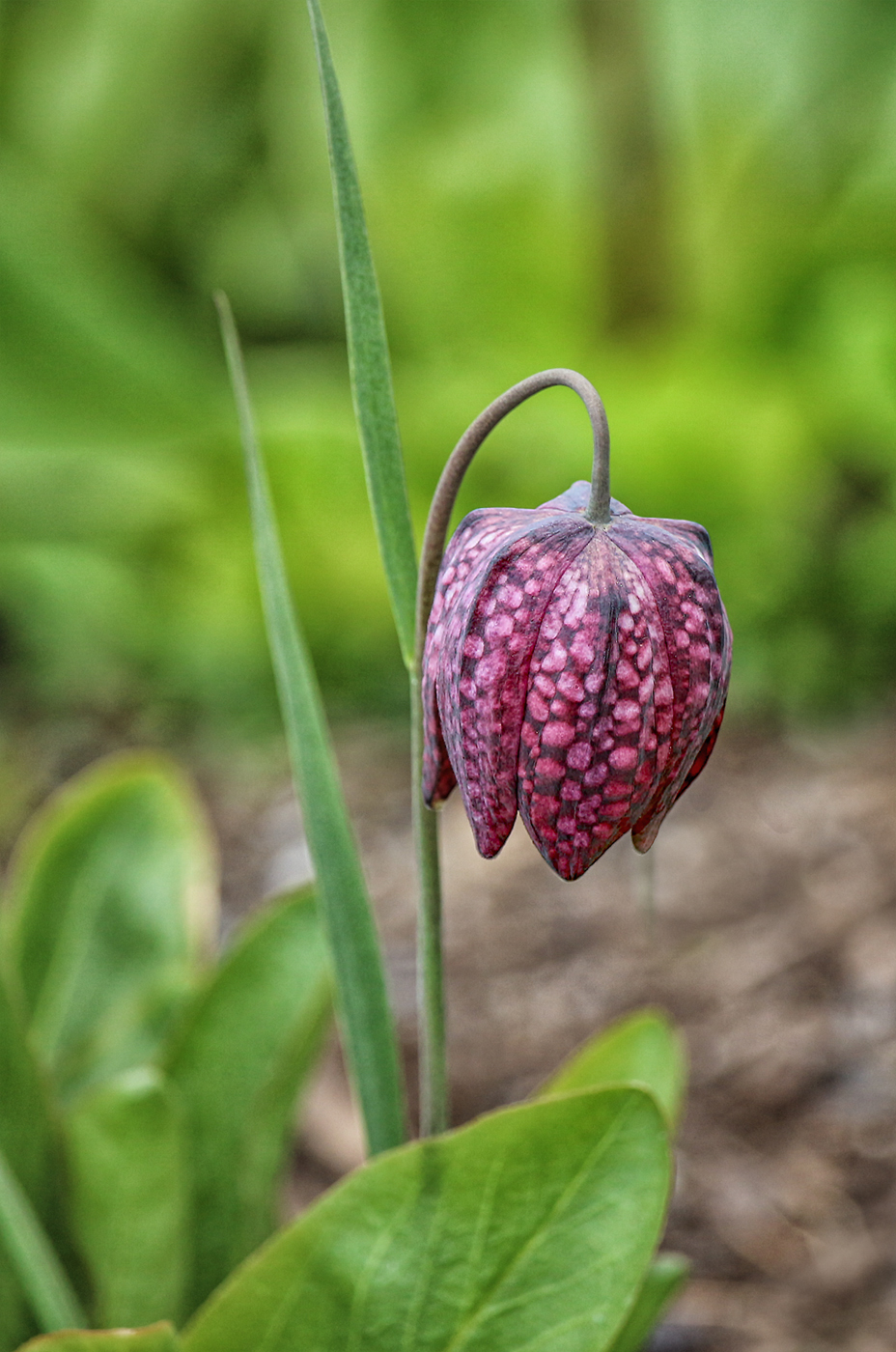 03 - Nancy Arbeene - The Lincoln County News
