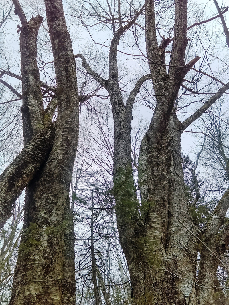 Midcoast Conservancy Accepts Donation to Bog Brook Sanctuary - The ...