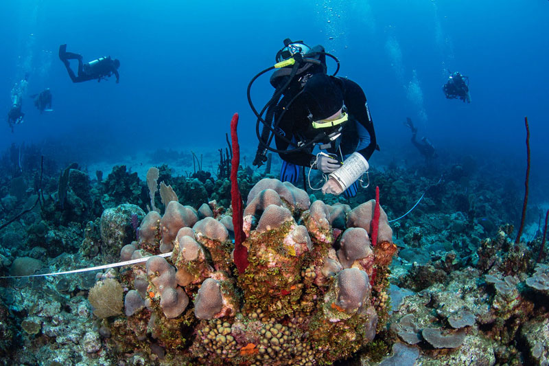 Fishing Puts Coral Reef Ecosystem at Risk in Dominican Republic - The ...
