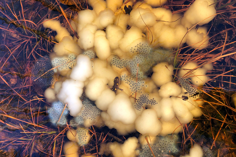 Algal Symbiosis Could Shed Light on Dark Ocean - The Lincoln County News