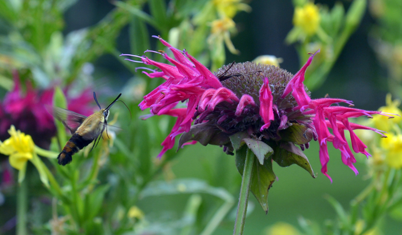 Attracting Fun Pollinators - The Lincoln County News