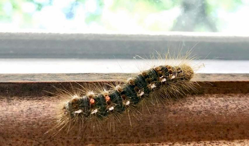 Bremen Conservation Commission to Offer Invasive Insects Workshop - The ...