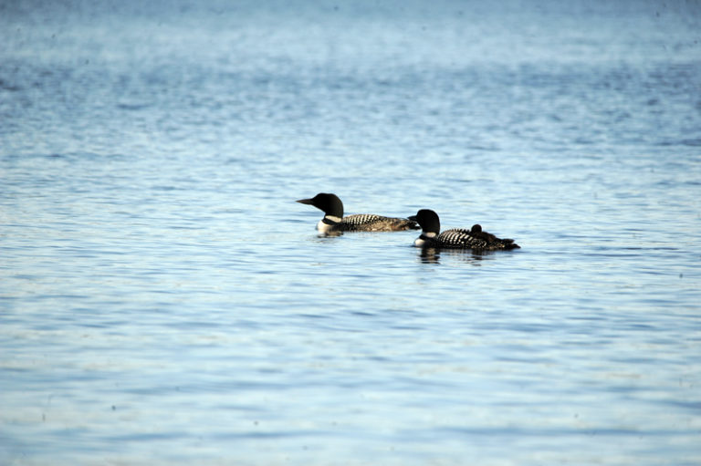 Clary Lake Focus of Maine Loon Restoration Project - The Lincoln County ...