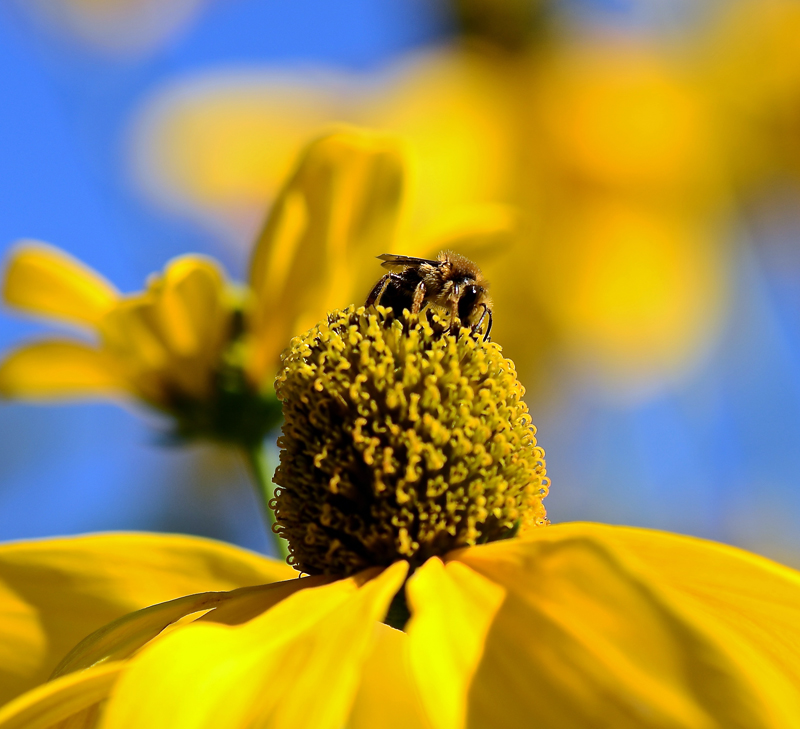 ‘Build a Bee BnB’ Workshop - The Lincoln County News