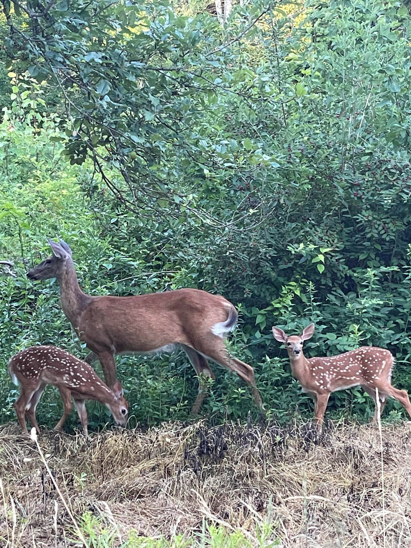 Bringing Food Home - The Lincoln County News