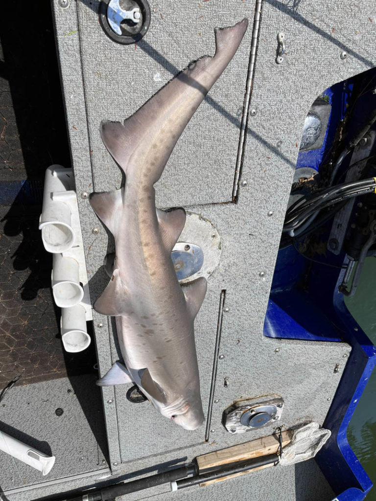 Fisherman Pulls a Shark from the Sheepscot River - The Lincoln County News