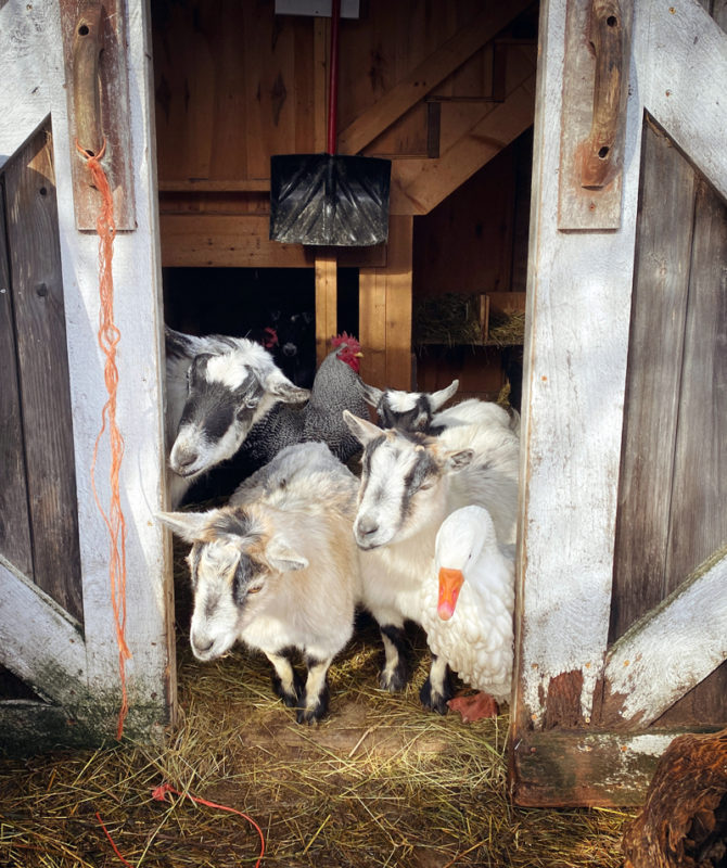 Tails & Tales From Apifera Farm - The Lincoln County News