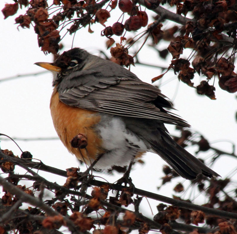 Three Bird Counts Planned in mid-December - The Lincoln County News