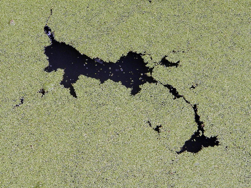 UMaine Extension Introduces 4-H Algae Series - The Lincoln County News