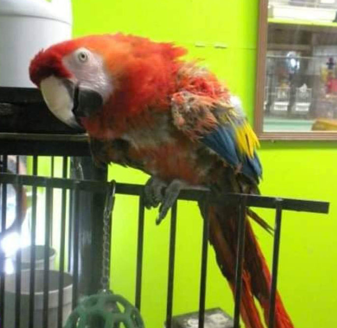 ‘An Independent Bird:’ Remembering Louis Doe’s Scarlet - The Lincoln ...