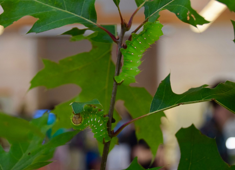 Coastal Maine Botanical Gardens Hosts Caterpillar Lab - The Lincoln ...