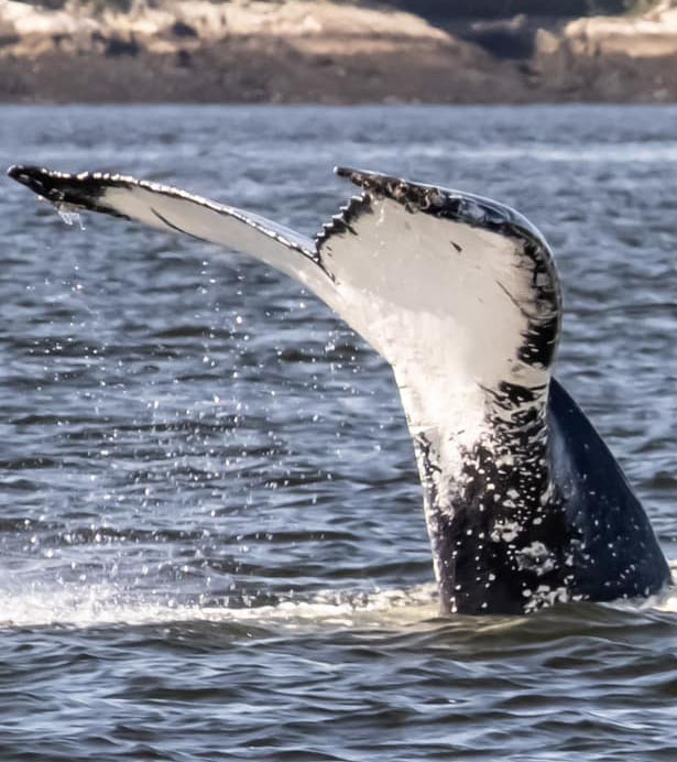 Whale Spotted In Sheepscot River Near Wiscasset - The Lincoln County News