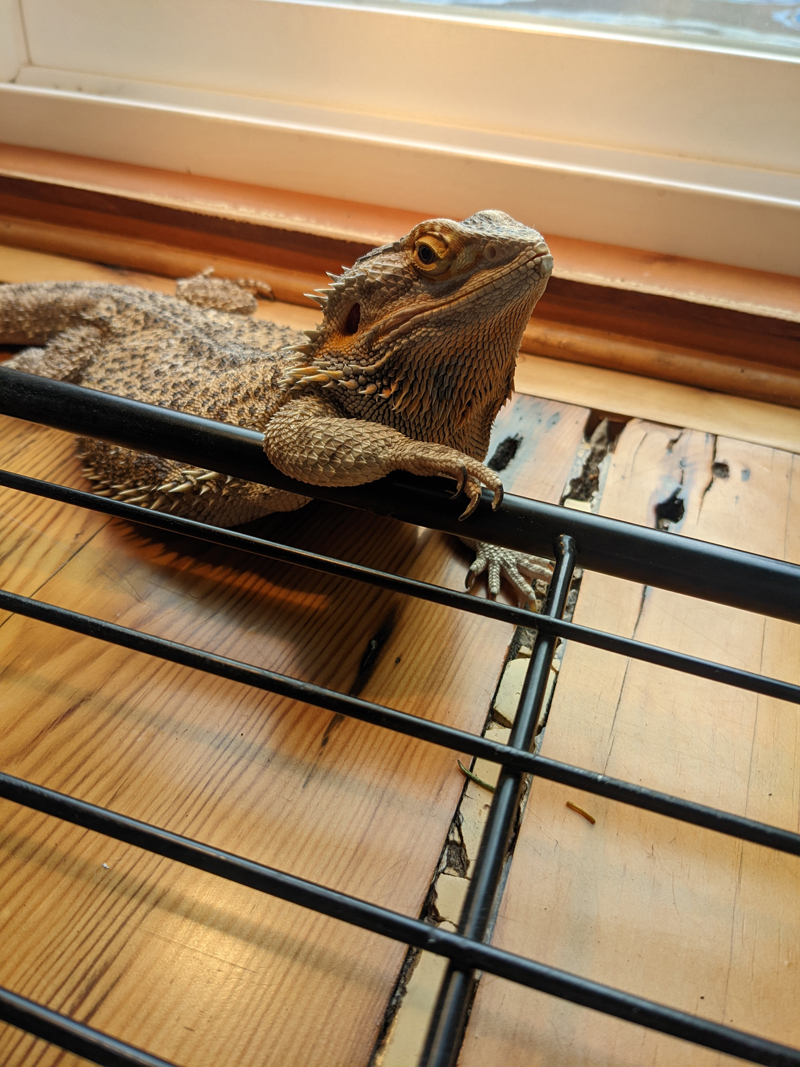 Nubbins the Beardie - The Lincoln County News