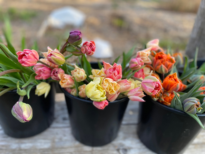 Veggies to Table Spring Flower Pop Ups - The Lincoln County News