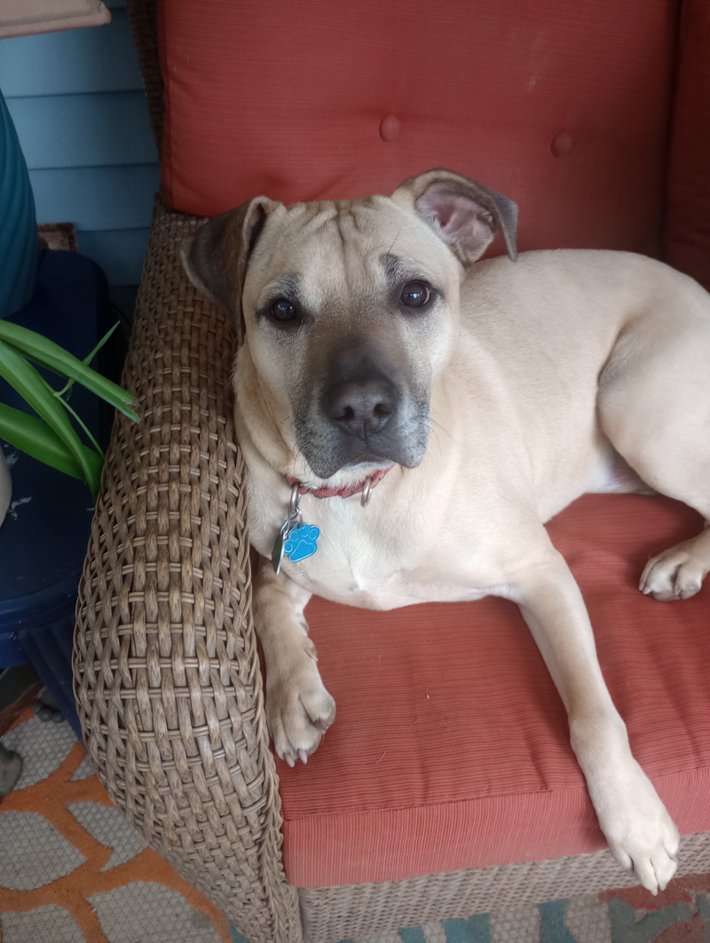 Henry, A Dog’s Life in Maine - The Lincoln County News
