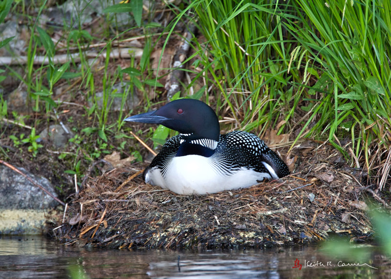 Look Out for Loons Program at Hidden Valley Nature Center - The Lincoln ...