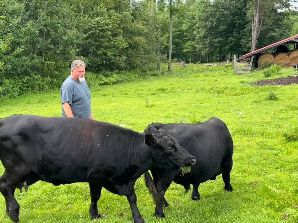 This Maine Family Is On A Quest To Save Rare Red Cattle - The Lincoln ...