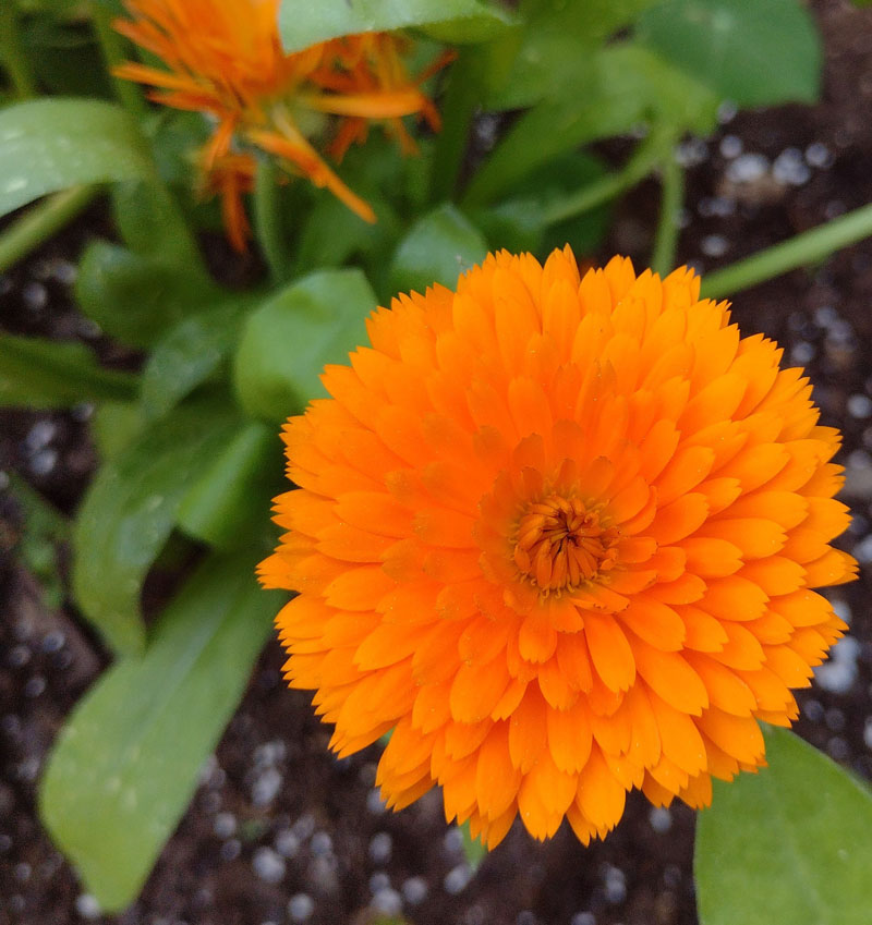 Bringing Food Home - The Lincoln County News