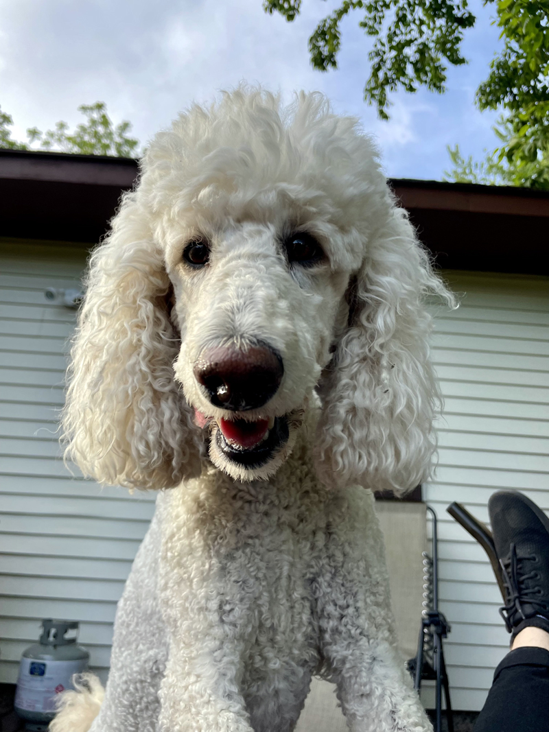 Paper Pets - The Lincoln County News