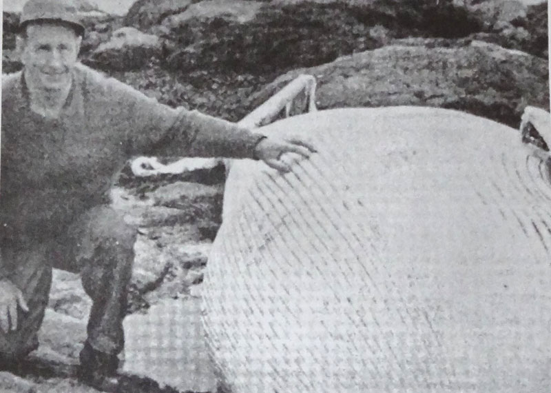 Humpback Whale Washes Up on the Shores of New Harbor, Creating 50-Year ...