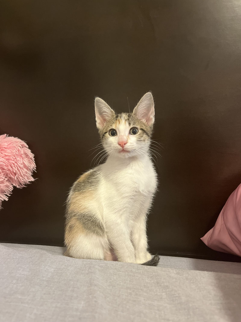 Paper Pets: I Wish I Could Text My Cat - The Lincoln County News