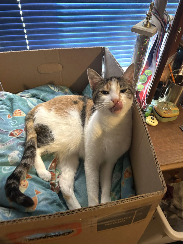 Paper Pets: I Wish I Could Text My Cat - The Lincoln County News